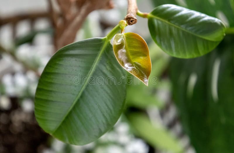 Ficus. Young Shoot of Ficus Elastica. Houseplants. Close-up Stock Image ...