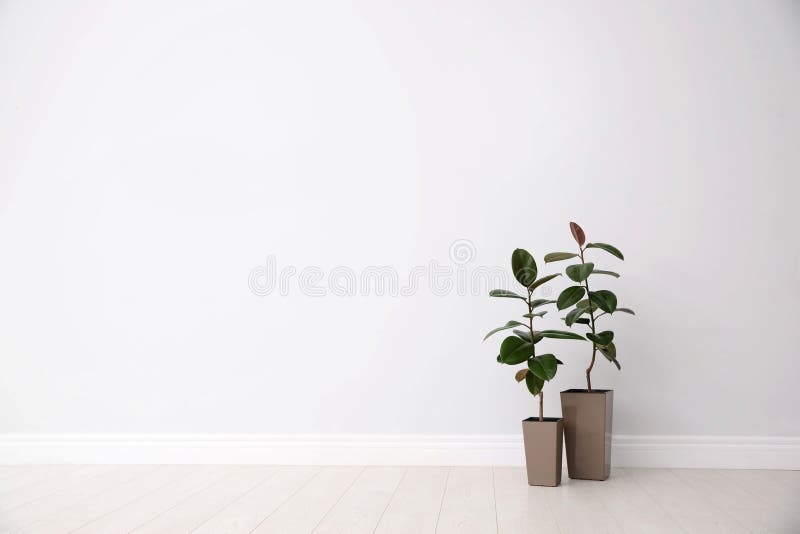 Ficuses on Floor Near White Wall. Home Plants Stock Image - Image of ...