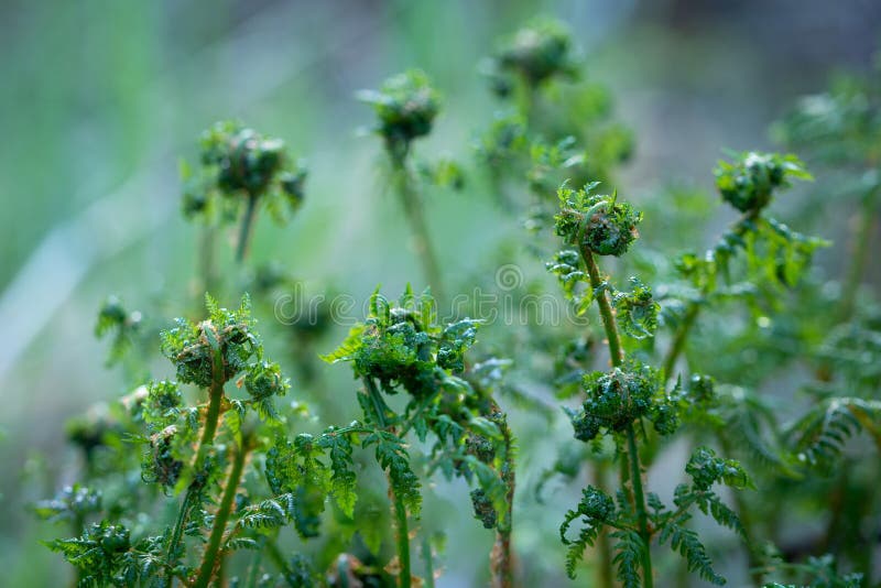 Fiddlehead Fern stock image. Image of fiddlehead, spring - 148386783