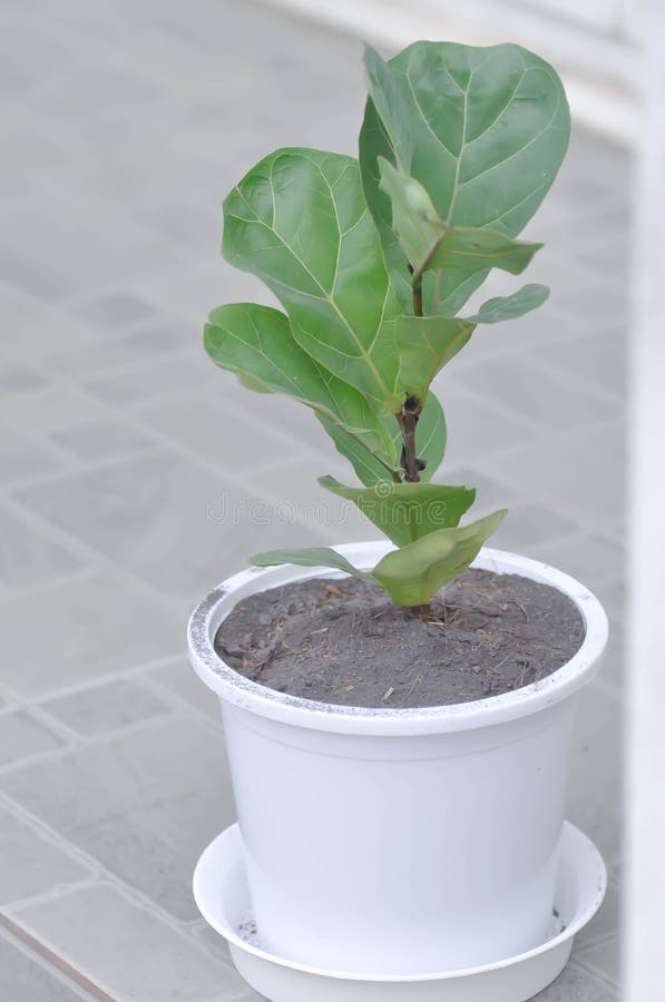 Fiddle Fig, Ficus Lyrata or Ficus Lyrata Bambino Stock Image - Image of ...