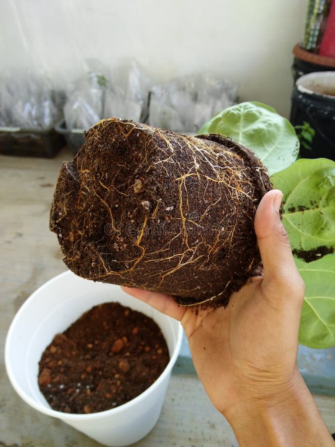 Fiddle Fig Ficus Lyrata Roots Transfer To New Pot Stock Image - Image ...