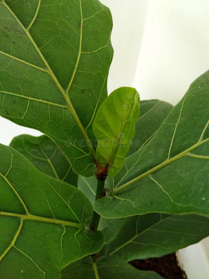 Fiddle Fig Ficus Lyrata Tree Leaf Growth Stock Image - Image of tree ...