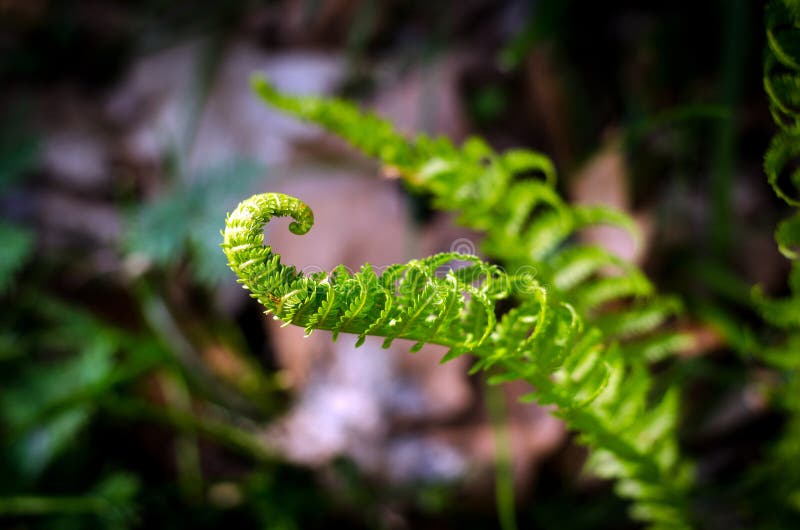 Young New Fern Coiled Fiddleheads Uncoil and Expand into Fronds that ...