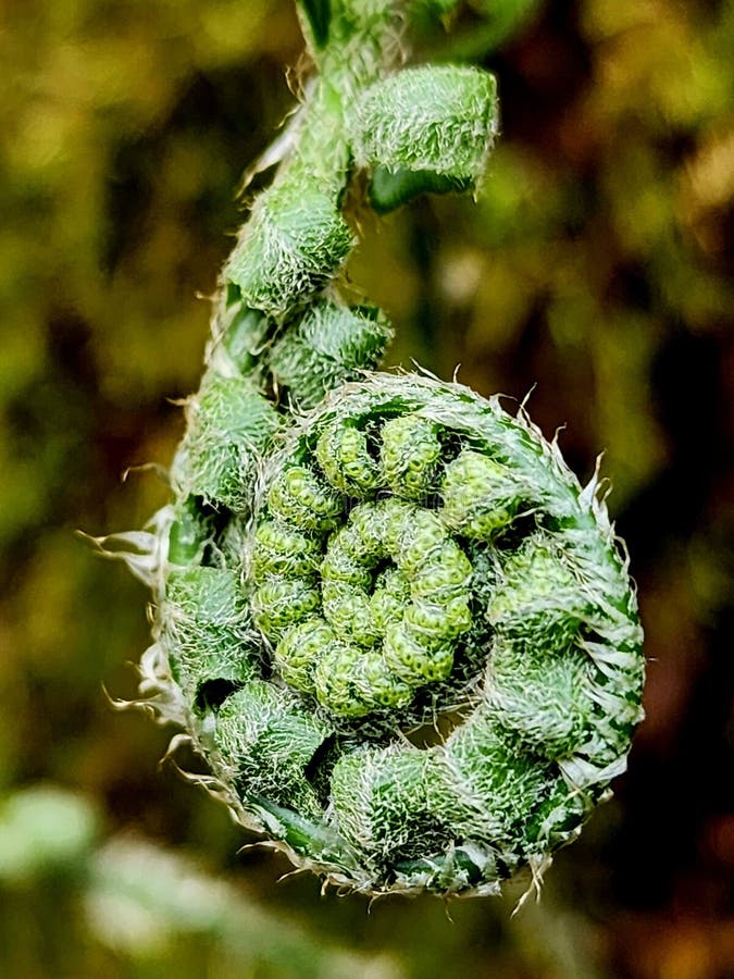 Fiddle Head Fern Forest Nature Art Abstract Scenic Stock Photo - Image ...