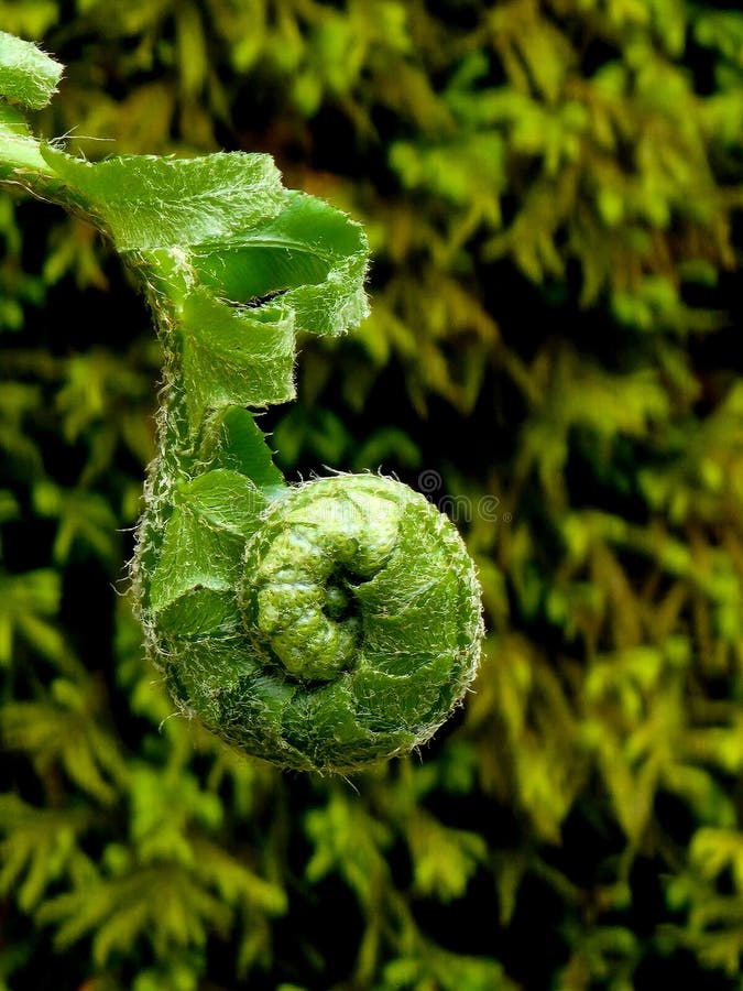 Fiddle Head Fern Nature Moss Abstract Scenic Art Stock Photo - Image of ...