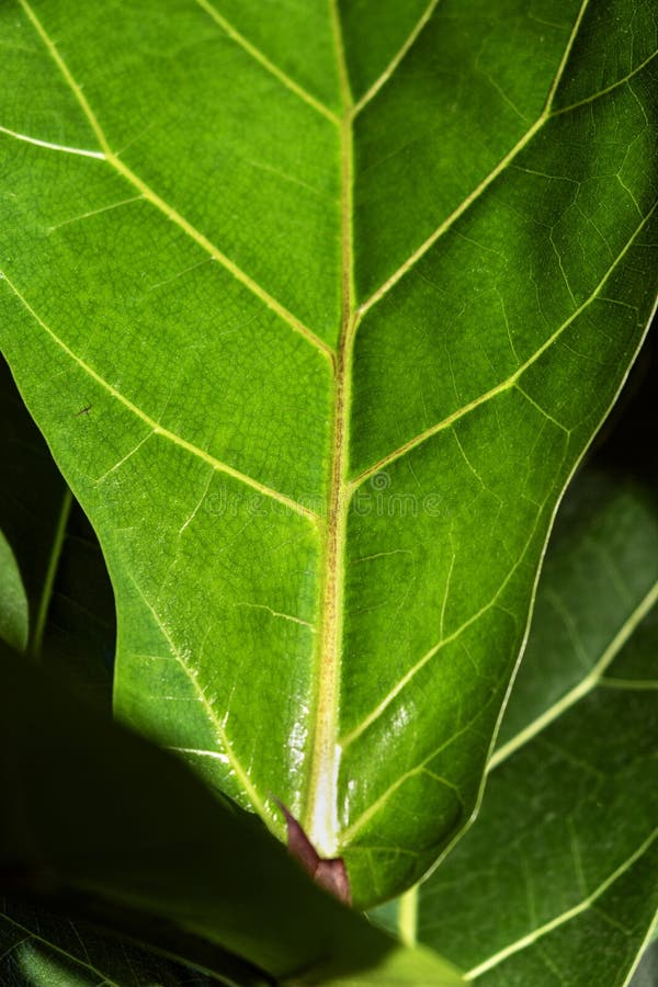 Fiddle-Leaf Fig (Ficus Lyrata) Leaf Close-up in Sunlight in Close Up ...