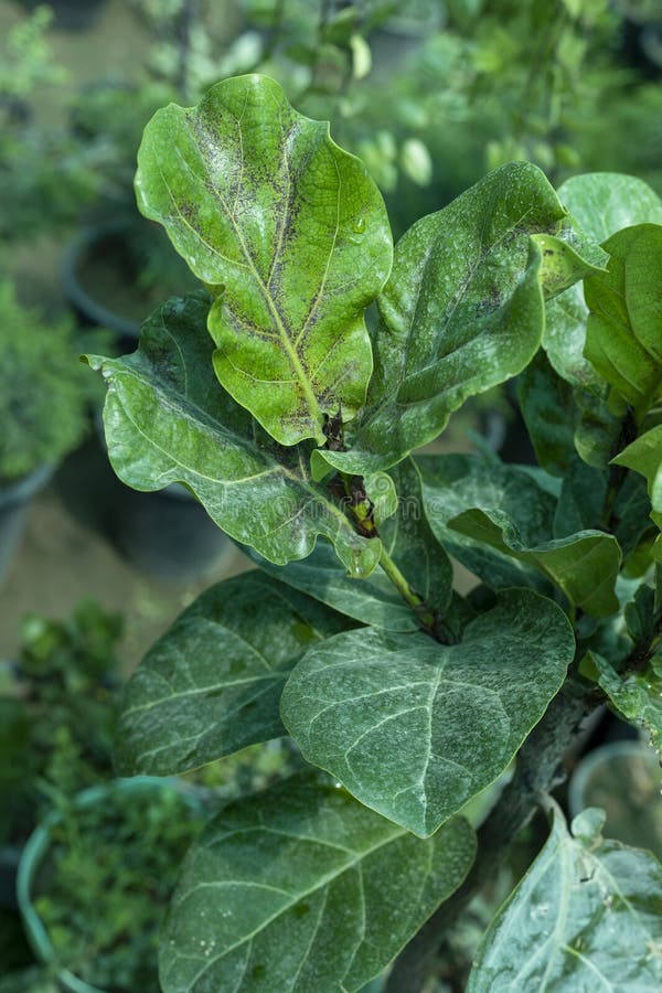 Fiddle Leaf Fig Infected Plant Closeup Stock Photo - Image of fungi ...