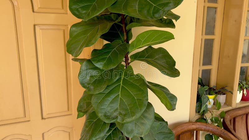 Fiddle Leaf Fig Tree Close Up View Stock Footage - Video of jungle ...
