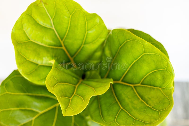 Fiddle Leaf Fig Tree Top View Isolated on White Background Stock Photo ...