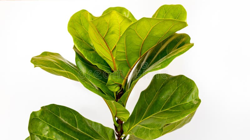 Fiddle Leaf Fig Tree Top View Isolated on White Background Stock Photo ...