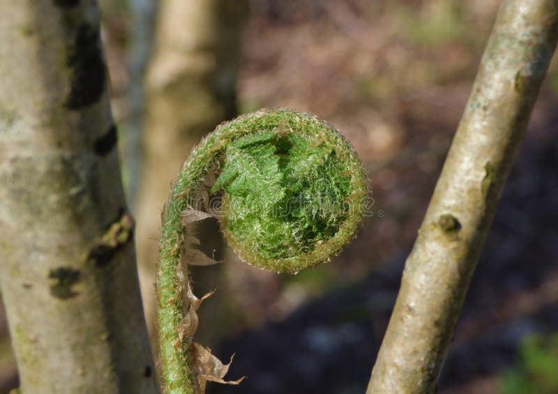 Fiddle plant stock photo. Image of houseplant, design - 258736626