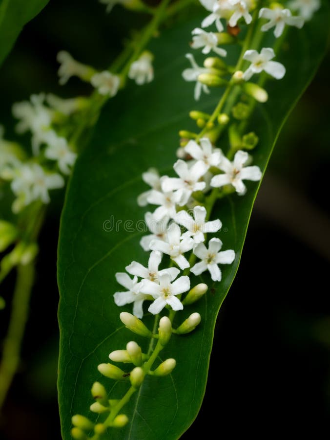 Fiddle Wood Flowers Placed on the Leaf Stock Photo - Image of chinese ...
