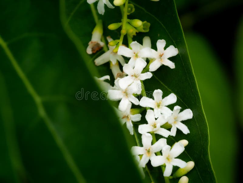 Fiddle Wood Flowers Placed on the Leaf Stock Image - Image of hang ...