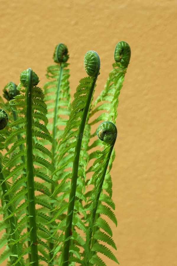 Fiddleheads Forest stock photo. Image of head, fern, stems - 57182050
