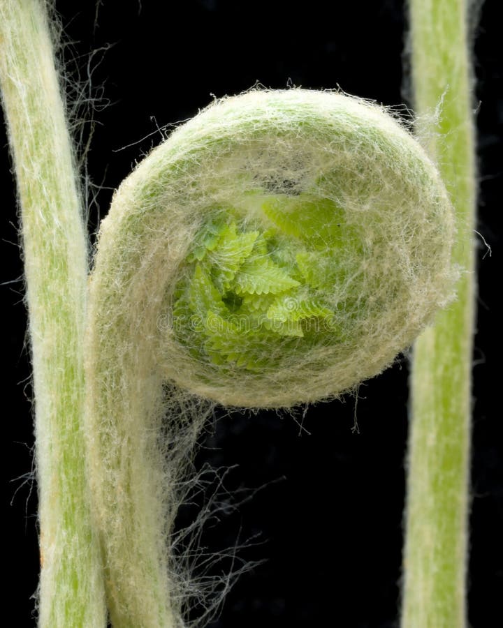 Fiddlehead Unrolls Stock Photos - Free & Royalty-Free Stock Photos from ...
