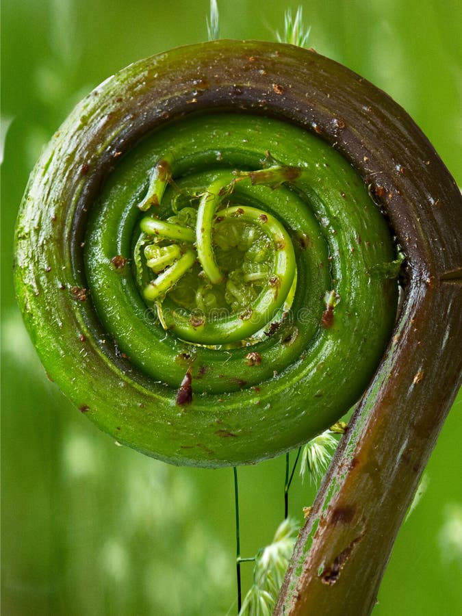 Fiddlehead fern stock image. Image of fern, growth, wetland - 2273883