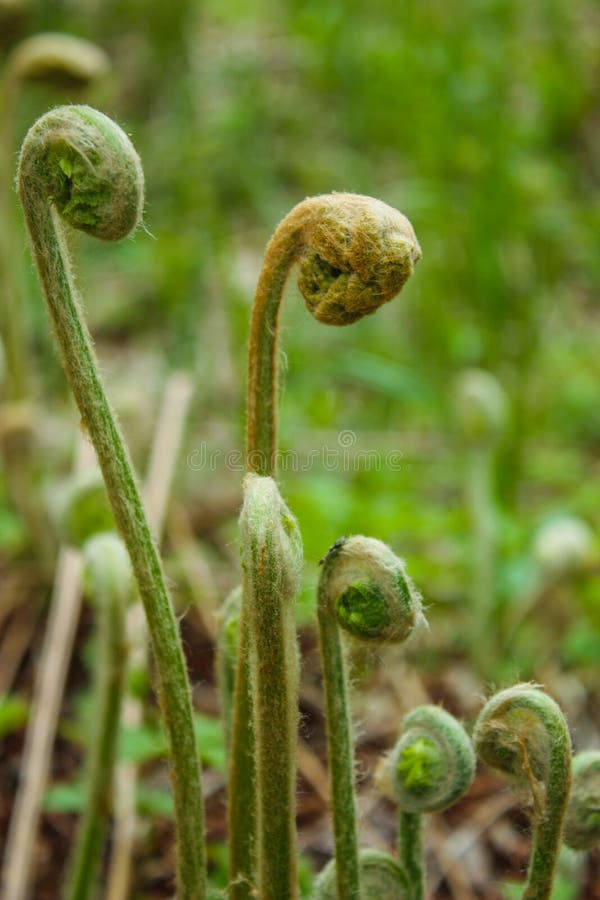 Fiddlehead fern stock photo. Image of nature, closeup - 88167346