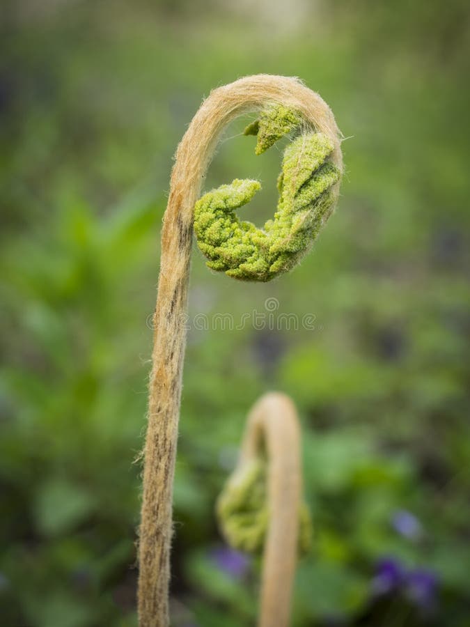 Fiddlehead Fern Macro stock photo. Image of forest, fern - 94072196