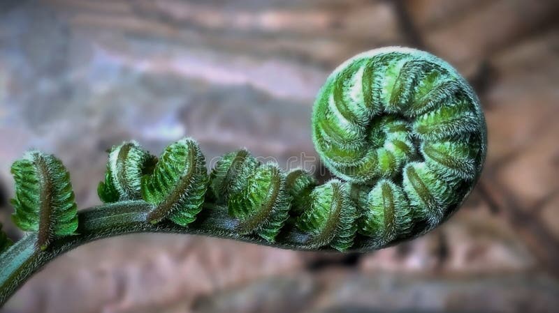 Fiddlehead Fern with Spiral Shape Stock Photo - Image of circularplant ...