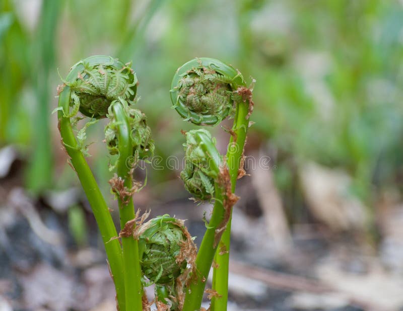 Fiddlehead Ferns in Garden. Stock Image - Image of focus, backgrounds ...