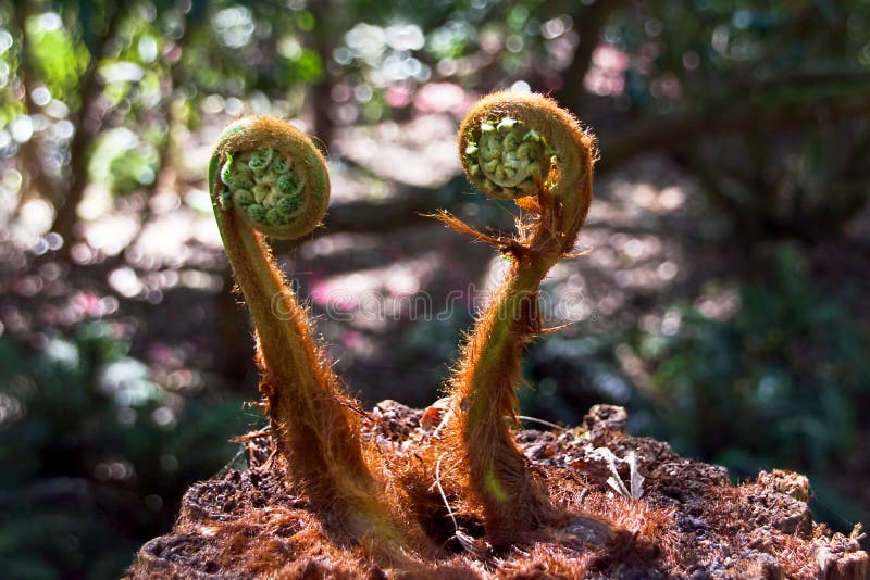Fiddlehead Ferns stock photo. Image of abbotsbury, vegetables - 53244616