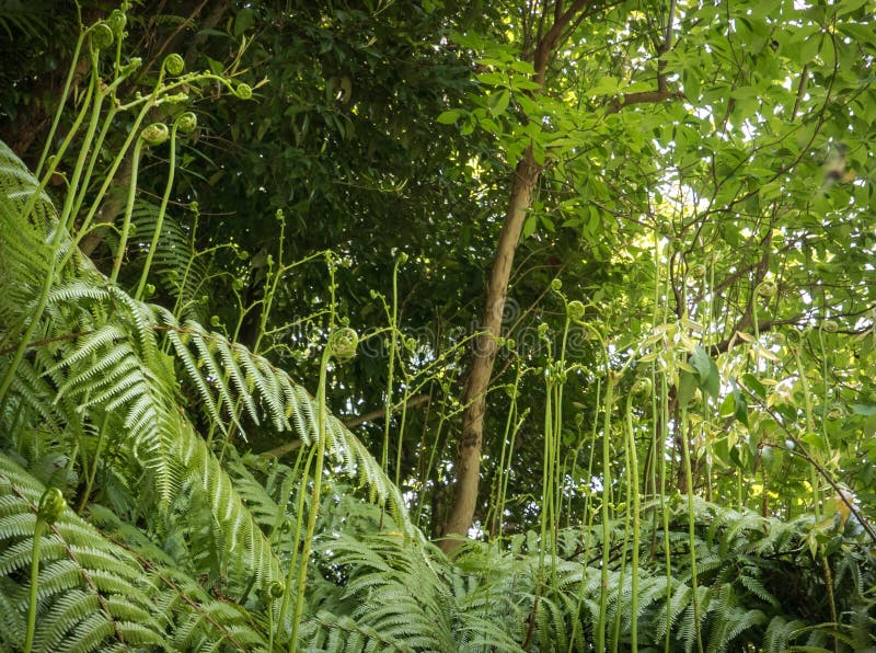 Fiddlehead ferns growing. stock image. Image of hill - 93737933