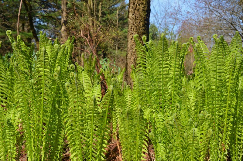 Fiddlehead Ferns in Spring Grove Stock Image - Image of springtime ...