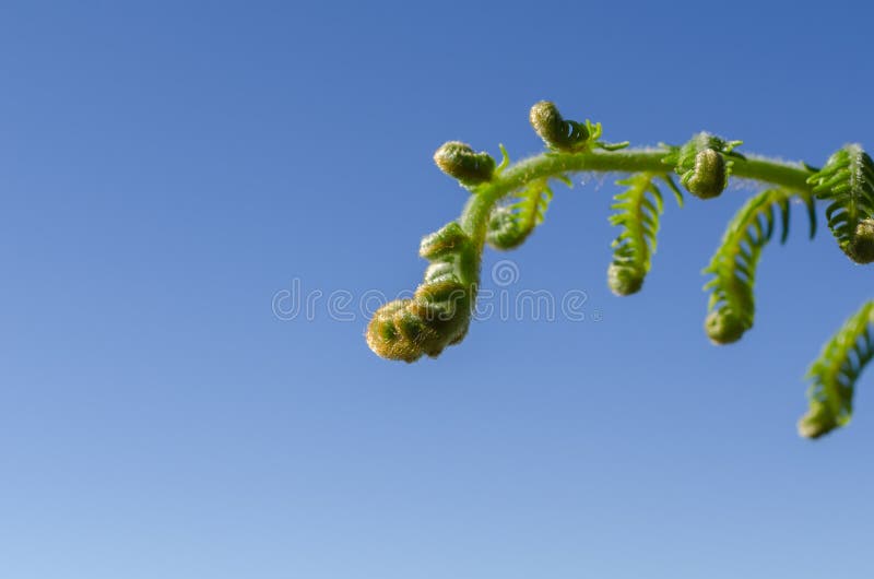Fiddlehead Greens are the Furled Fronds Stock Photo - Image of beauty ...