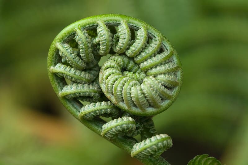 Fern unfurling stock image. Image of fern, patten, furling - 115829219