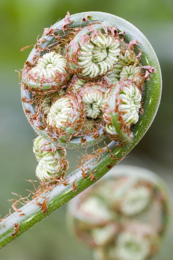 Two Green Fiddleheads on Woodland Fern in Spring Stock Photo - Image of ...