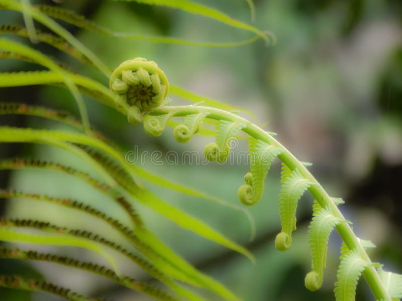 Two Green Fiddleheads on Woodland Fern in Spring Stock Photo - Image of ...
