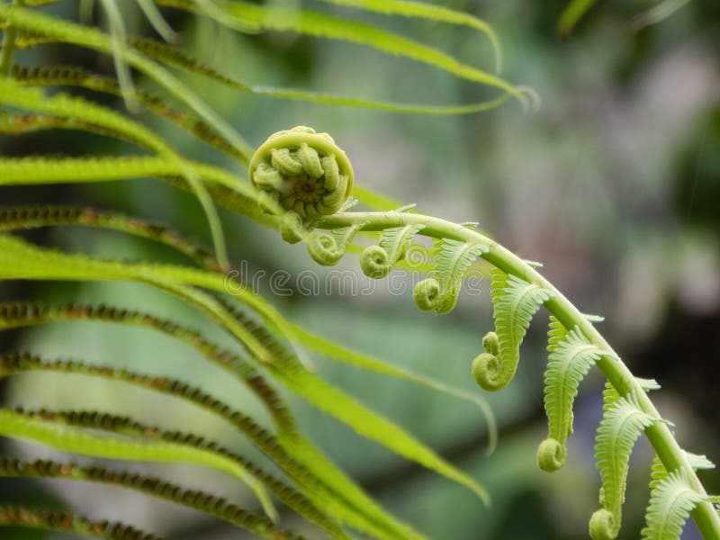 Fiddleheads Fern or Fiddleheads Green, Spiral Leaf Beautiful for ...