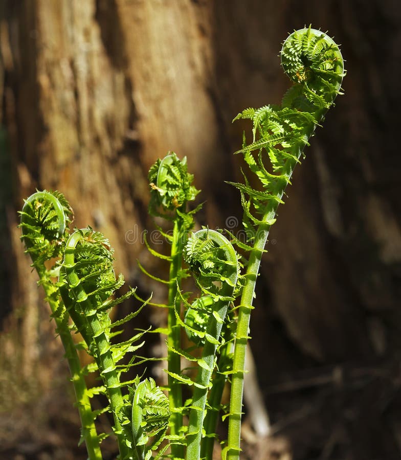 Two Green Fiddleheads On Woodland Fern In Spring Stock Photo - Image of ...
