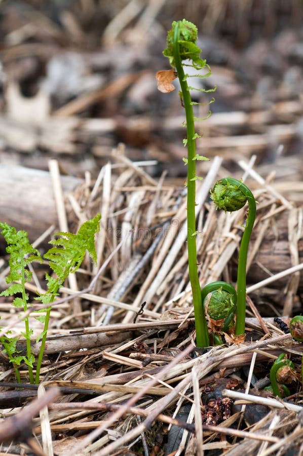 Fiddleheads Tall bunch stock image. Image of spiral, healthy - 73925463