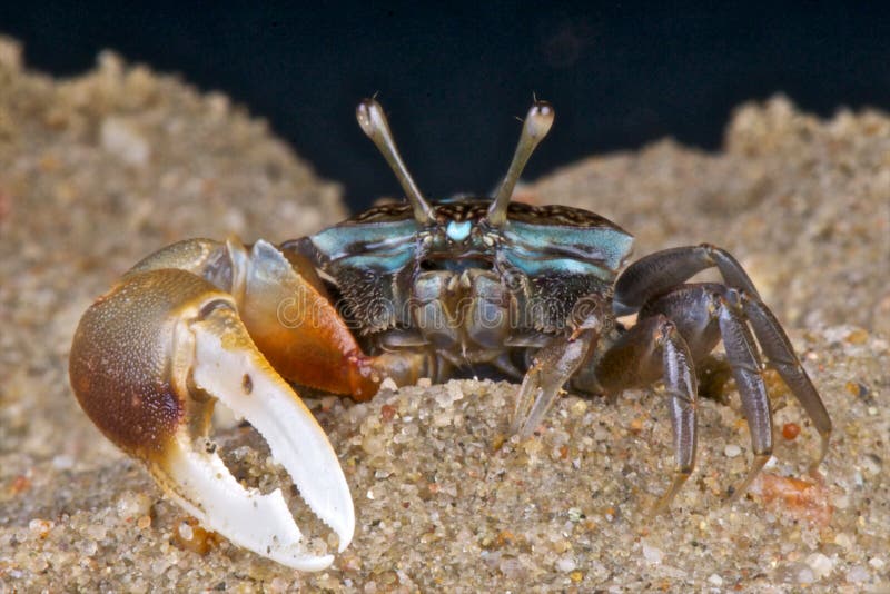 Fiddler Crab stock image. Image of fiddler, crab, mangrove - 1674603