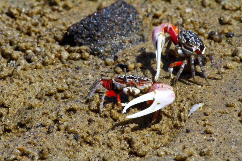 Fiddler Crab - Africa, Madagascar Stock Image - Image of pink ...