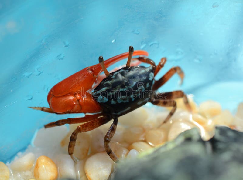 A Fiddler Crab with a Big Pincer Stock Image - Image of blue, cobble ...