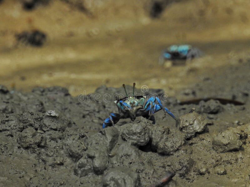 Fiddler crab stock photo. Image of crab, mangrove, fiddler - 95553176