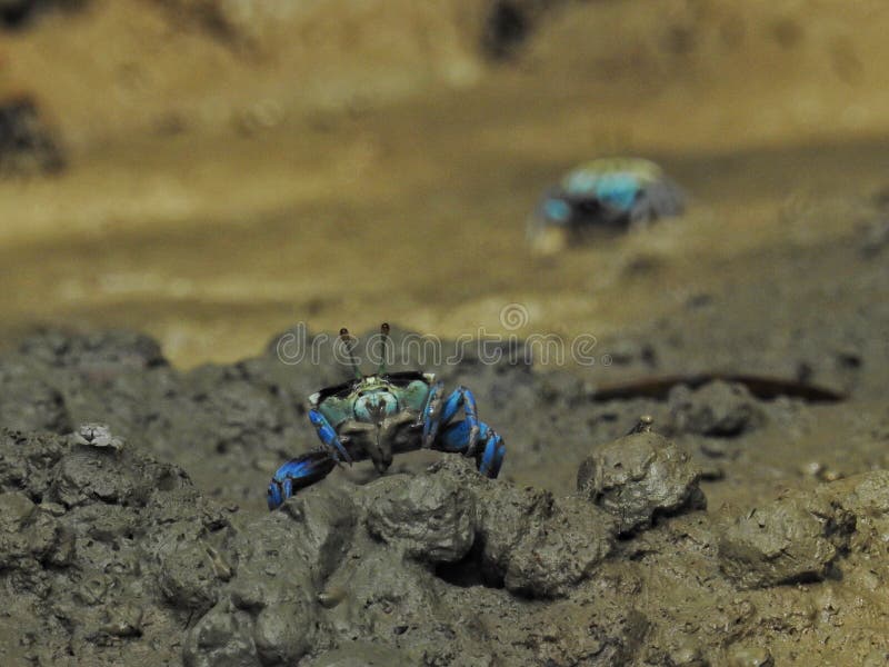 Fiddler crab stock image. Image of blue, landscape, fiddler - 95553219