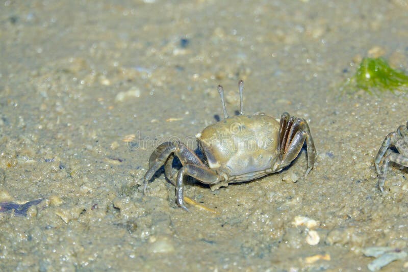 Fiddler crab stock image. Image of zone, intertidal - 356880093