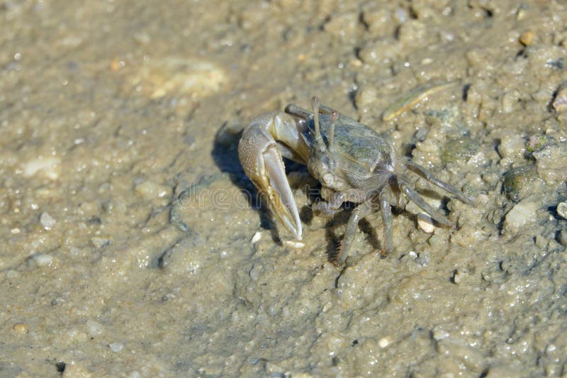 Fiddler crab stock photo. Image of intertidal, zone - 356880120