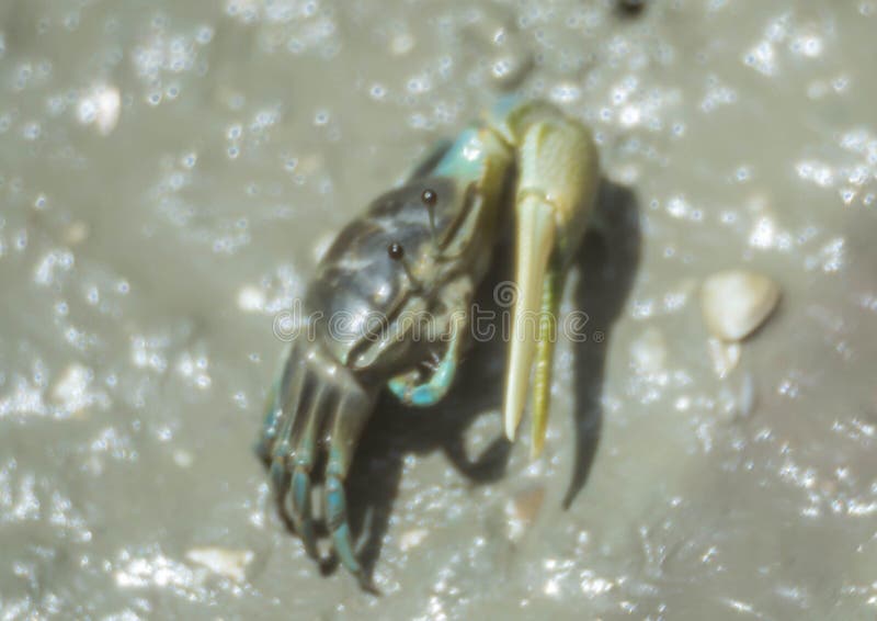 Fiddler crab stock photo. Image of animal, walk, water - 225677916