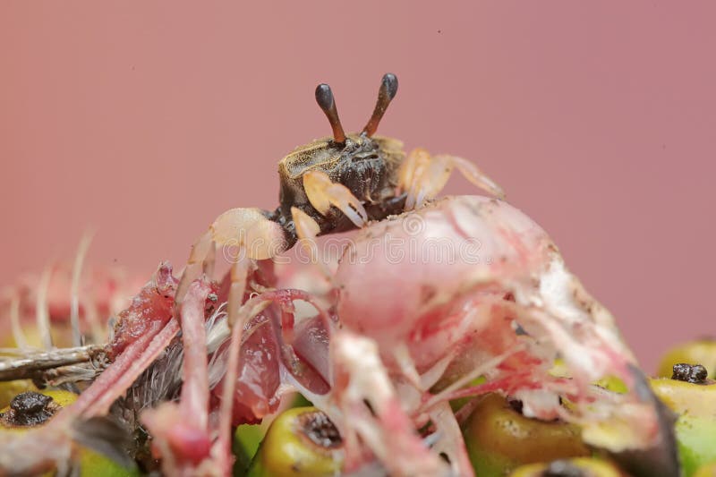 A Fiddler Crab is Eating a Small Bird Carcass. Stock Photo - Image of ...