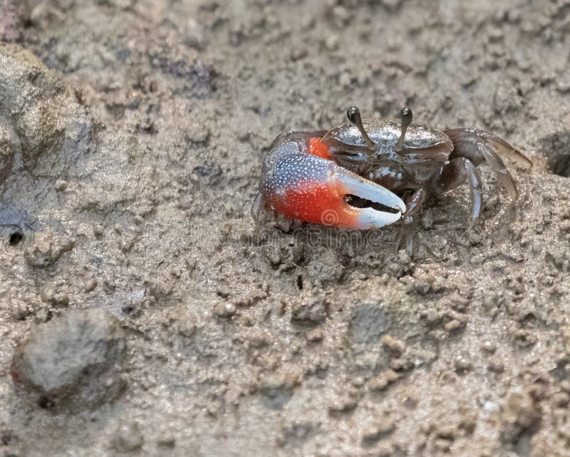 A Fiddler crab stock image. Image of color, tropical - 271551687