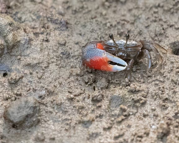 A Fiddler crab stock image. Image of color, tropical - 271551687
