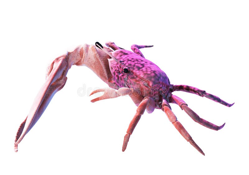 Fiddler Crab Stock Illustrations – 106 Fiddler Crab Stock Illustrations ...