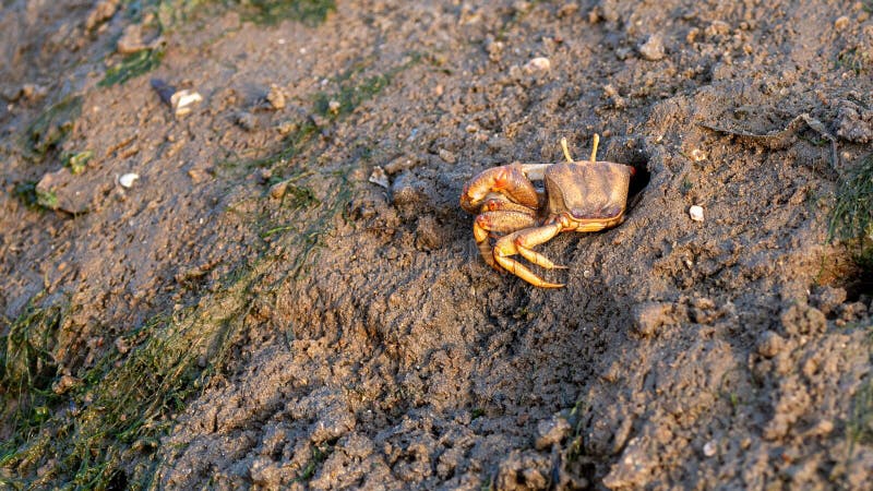 Fiddler Crab in Its Natural Sandy Environment Stock Photo - Image of ...