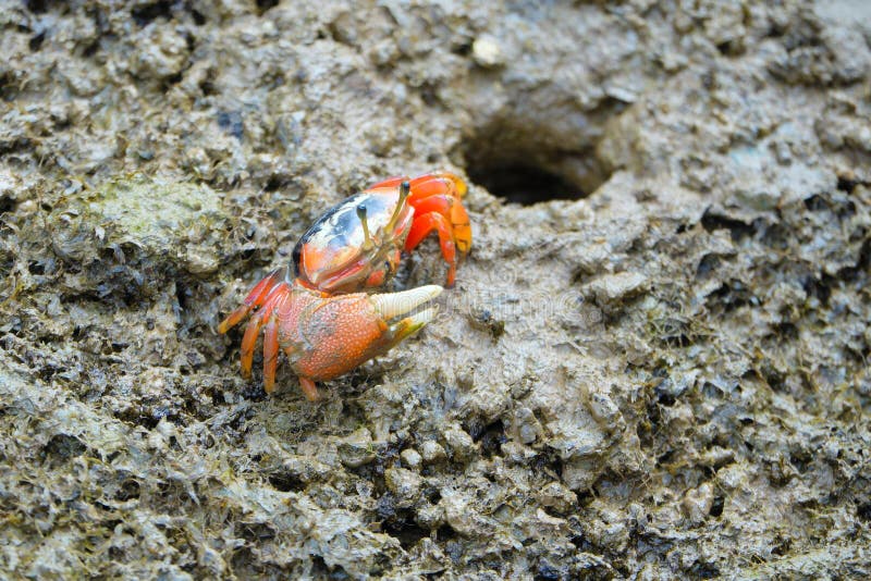 Fiddler crab stock image. Image of animals, zone, shallows - 317045581