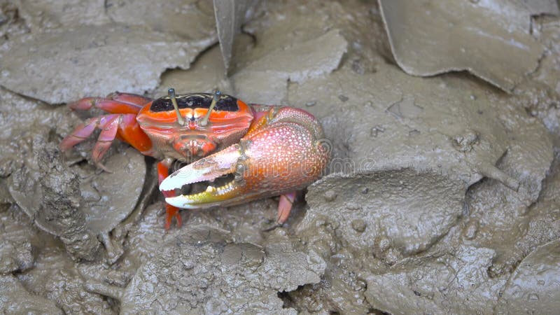 Fiddler crab stock video. Video of animals, zone, intertidal - 317047931