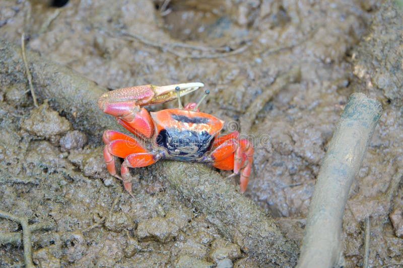 Fiddler Crab stock photo. Image of animals, animal, fiddler - 317049178